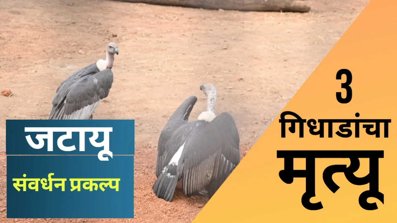 Now Jatayu Conservation Project : ताडोब्यात 3 गिधाडांचा मृत्यू । । News 34