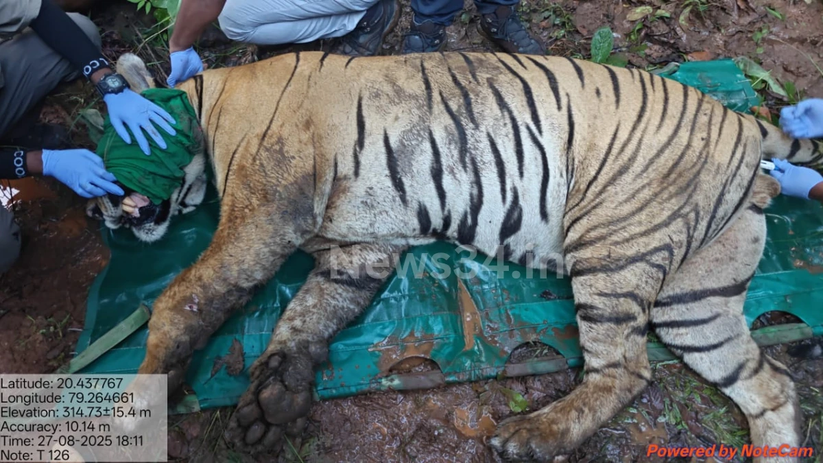 chota matka health update । Chota Matka Health Update: आरोग्यात मोठी ...